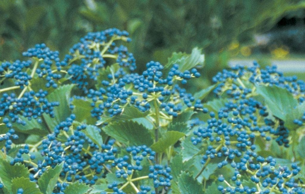 VIBURNUM ‘BLUE MUFFIN’ – Morden Nurseries & Garden Centre