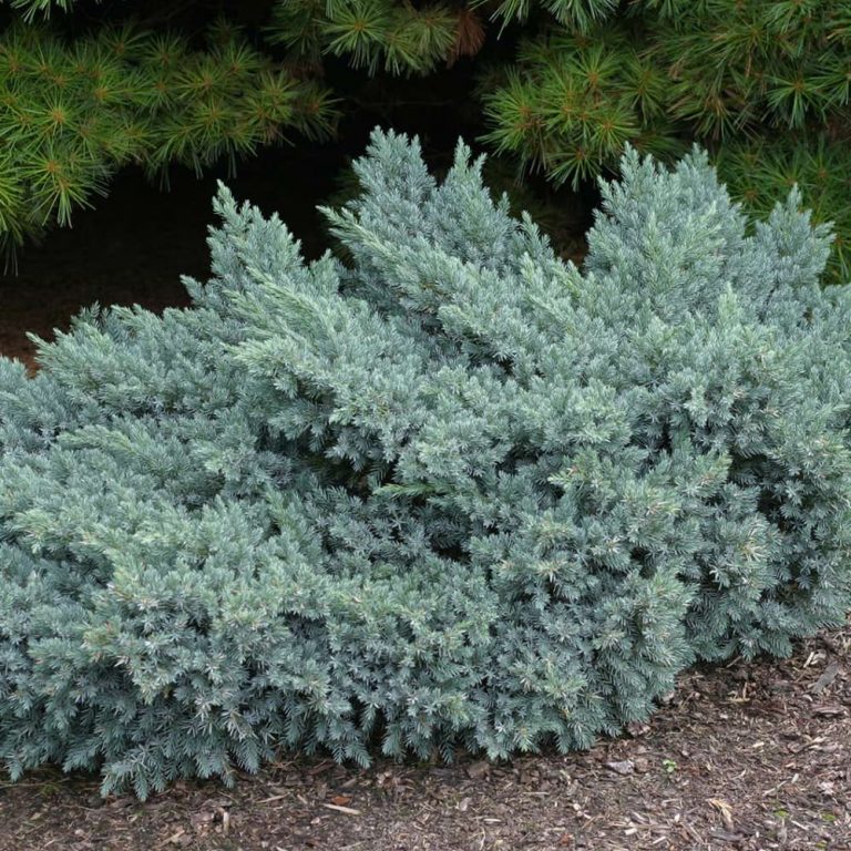 SPRUCE ‘NORTH POLE’ (MONTROSE CHARM) – Morden Nurseries & Garden Centre