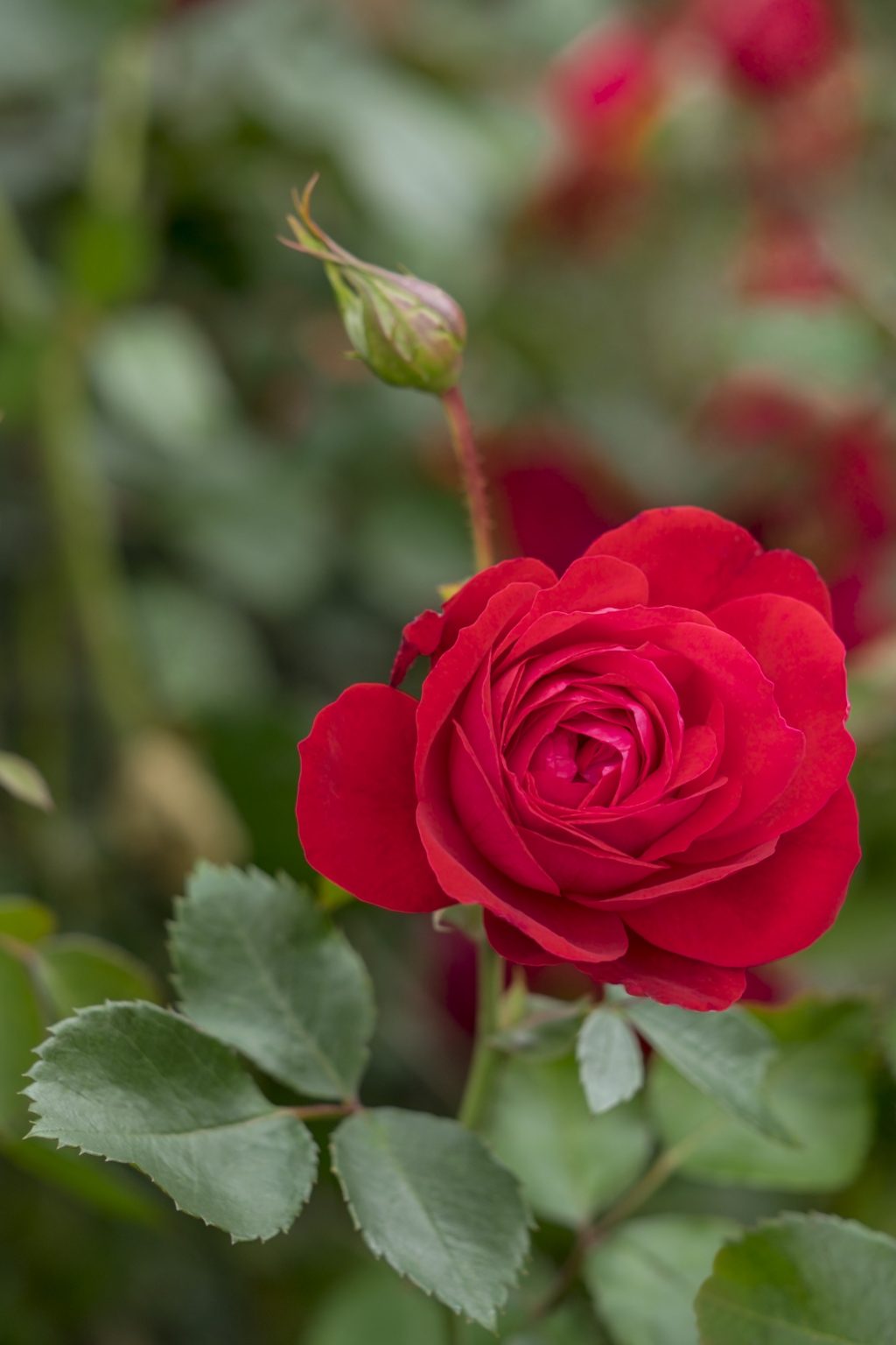 ROSE ‘CANADIAN SHIELD’ – Morden Nurseries & Garden Centre