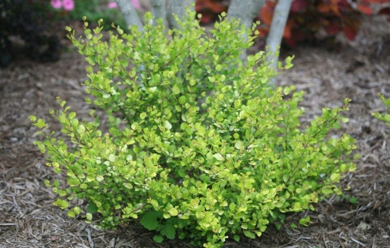 BIRCH ‘CESKY GOLD’ – Morden Nurseries & Garden Centre