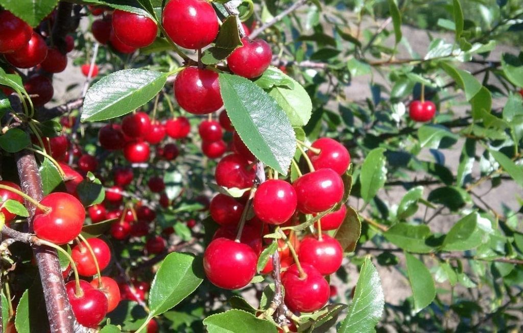 CHERRY ‘CRIMSON PASSION’ – Morden Nurseries & Garden Centre