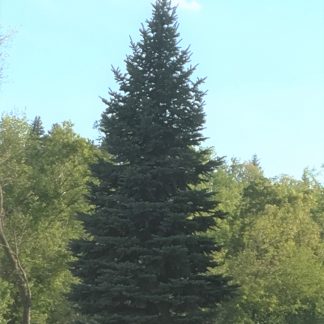 SPRUCE ‘MEYER’ – Morden Nurseries & Garden Centre