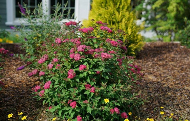 SPIREA ‘DOUBLE PLAY DOOZIE’ – Morden Nurseries & Garden Centre SPIREA ‘DOUBLE PLAY DOOZIE’ – Morden Nurseries & Garden Centre