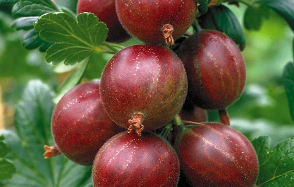 GOOSEBERRY ‘HINNONMAKI RED’ – Morden Nurseries & Garden Centre