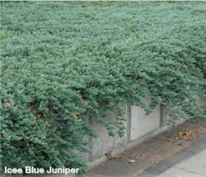 JUNIPER ‘ICEE BLUE’ – Morden Nurseries & Garden Centre