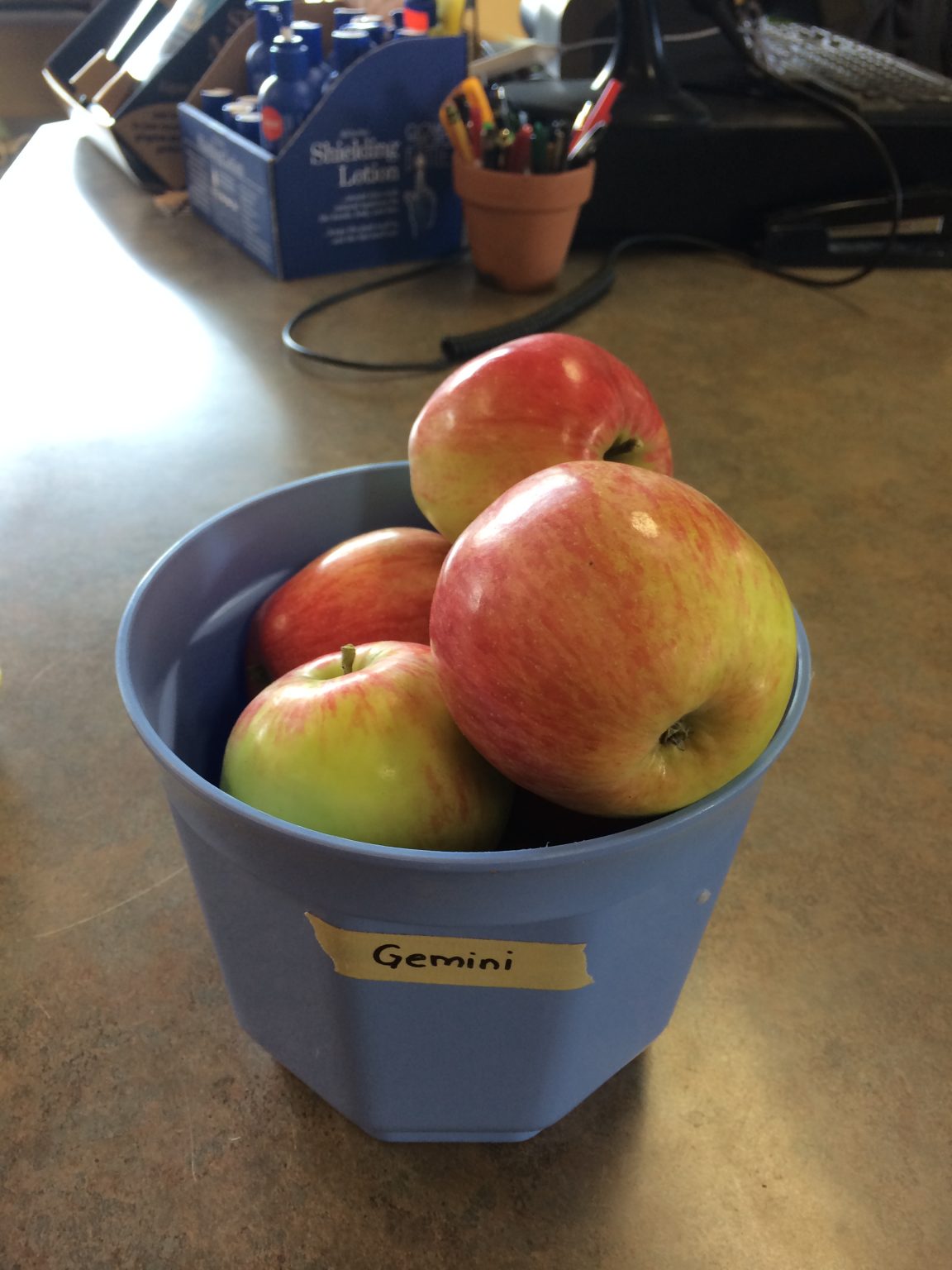 APPLE ‘GEMINI’ – Morden Nurseries & Garden Centre