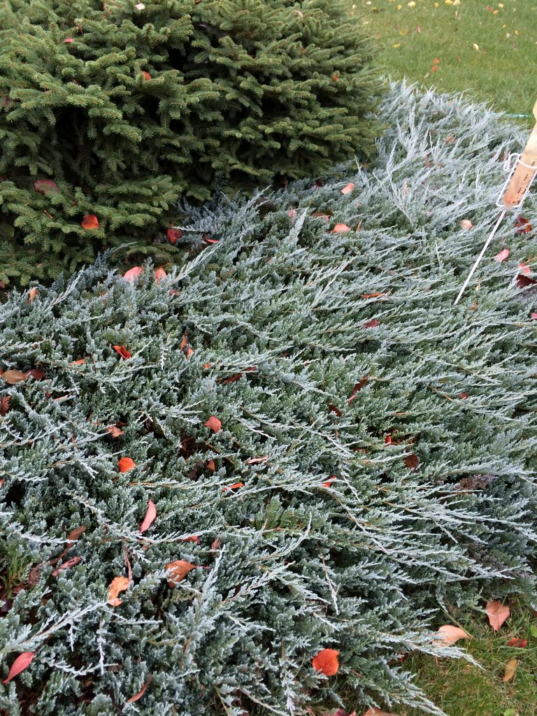 JUNIPER ‘BLUE CHIP’ – Morden Nurseries & Garden Centre