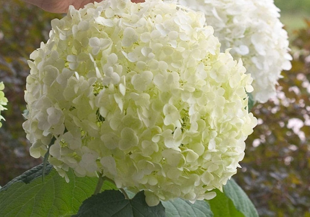 HYDRANGEA ‘INCREDIBALL’ – Morden Nurseries & Garden Centre