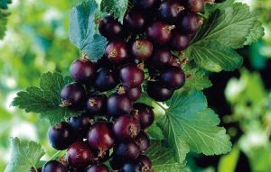 JOSTABERRY – Morden Nurseries & Garden Centre