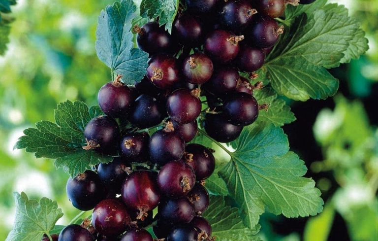 JOSTABERRY – Morden Nurseries & Garden Centre