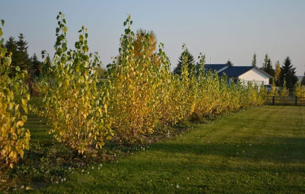 POPLAR ‘OKANESE’ – Morden Nurseries & Garden Centre