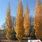 BIRCH ‘PARKLAND PILLAR’ – Morden Nurseries & Garden Centre