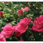 ROSE ‘PURPLE PAVEMENT’ – Morden Nurseries & Garden Centre