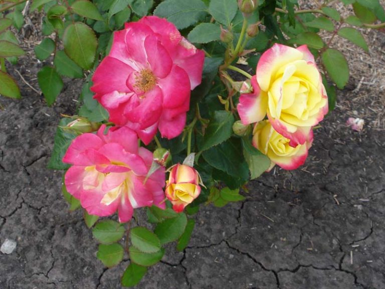ROSE ‘CAMPFIRE’ – Morden Nurseries & Garden Centre