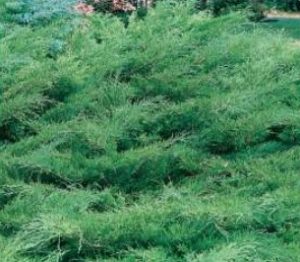 JUNIPER ‘SAVIN’ – Morden Nurseries & Garden Centre