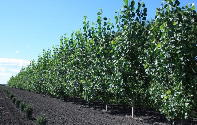 POPLAR ‘SUNDANCER’ – Morden Nurseries & Garden Centre