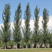 POPLAR ‘SUNDANCER’ – Morden Nurseries & Garden Centre