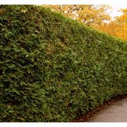 CEDAR ‘DANICA’ – Morden Nurseries & Garden Centre