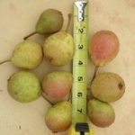 PEAR ‘URE’ – Morden Nurseries & Garden Centre