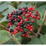 VIBURNUM ‘MOHICAN’ – Morden Nurseries & Garden Centre
