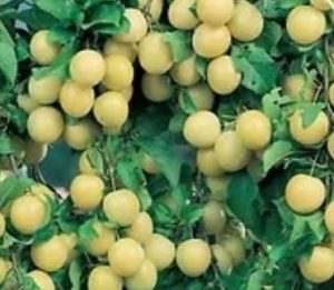 PLUM ‘BROOK GOLD’ – Morden Nurseries & Garden Centre