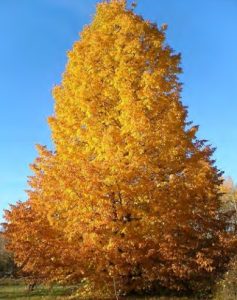 LINDEN ‘DROPMORE’ – Morden Nurseries & Garden Centre
