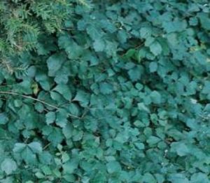 SUMAC ‘GRO LOW’ – Morden Nurseries & Garden Centre