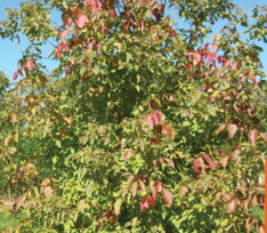 MAPLE ‘MANITOBA SENSATION’ – Morden Nurseries & Garden Centre