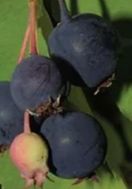 SASKATOON ‘NATIVE’ – Morden Nurseries & Garden Centre