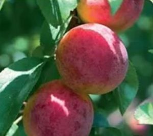 PLUM ‘PEMBINA’ – Morden Nurseries & Garden Centre