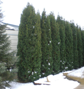 CEDAR ‘SKYBOUND’ – Morden Nurseries & Garden Centre