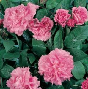 ROSE ‘THERESE BUGNET’ – Morden Nurseries & Garden Centre