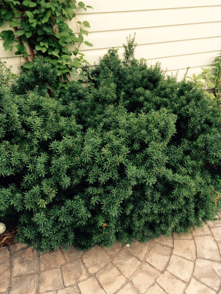 YEW ‘MORDEN’ – Morden Nurseries & Garden Centre