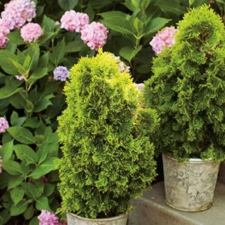 Evergreens – Morden Nurseries & Garden Centre