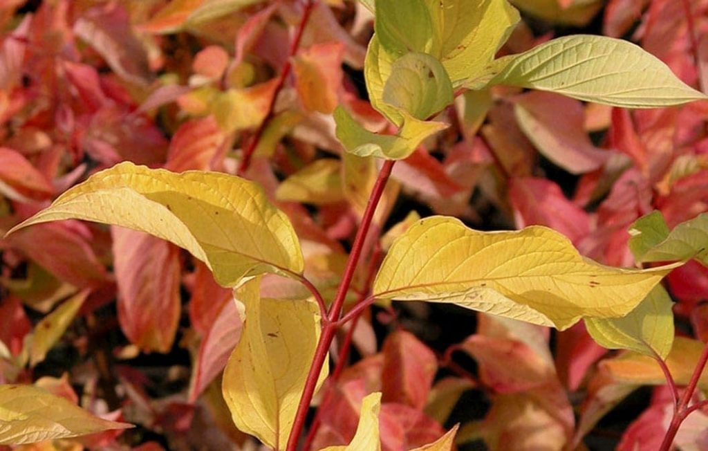 DOGWOOD ‘PRAIRIE FIRE’ – Morden Nurseries & Garden Centre