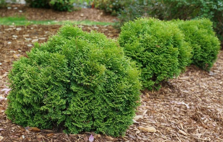 CEDAR ‘TATER TOT’ – Morden Nurseries & Garden Centre