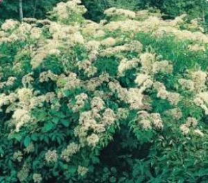 ELDER ‘AMERICAN’ – Morden Nurseries & Garden Centre