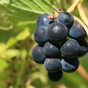 Products – Page 16 – Morden Nurseries & Garden Centre