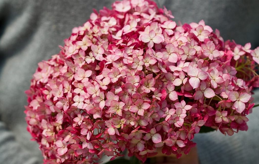 HYDRANGEA ‘INVINCIBELLE RUBY’ – Morden Nurseries & Garden Centre