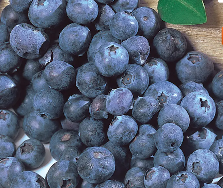 BLUEBERRY ‘NORTHCOUNTRY’ – Morden Nurseries & Garden Centre