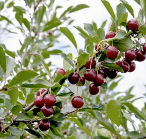 CHERRY ‘D’ARTAGNAN’ – Morden Nurseries & Garden Centre