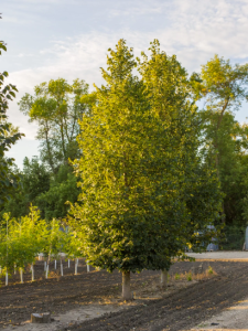 LINDEN ‘LIGHTHOUSE’ – Morden Nurseries & Garden Centre