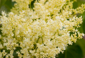 LILAC ‘SNOWDANCE JAPANESE TREE’ – Morden Nurseries & Garden Centre